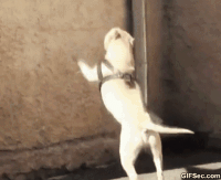 Shoebill GIFs - Get the best gif on GIFER