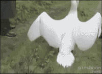 Swan GIFs - Get the best gif on GIFER