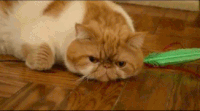 Persian cat GIFs - Get the best gif on GIFER