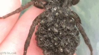 Spider eggs GIF - Conseguir o melhor gif em GIFER