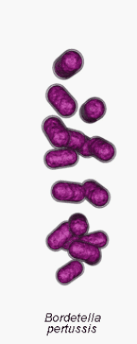 Microbiology GIFs - Get the best gif on GIFER