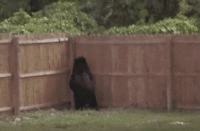 Fence GIFs - Get the best gif on GIFER