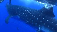 Diver GIFs - Get the best gif on GIFER