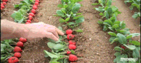 Vegetable GIFs - Get the best gif on GIFER