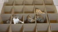 Cubicle GIFs - Get the best gif on GIFER