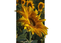 Sunflower GIFs - Get the best gif on GIFER