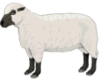 Sheeps GIFs - Get the best gif on GIFER