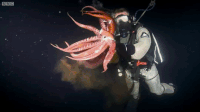 Squid GIFs - Get the best gif on GIFER
