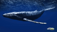 Whale GIFs - Get the best gif on GIFER