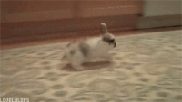 Reverse bunny hop GIFs - Hole dir die besten GIFs auf GIFER