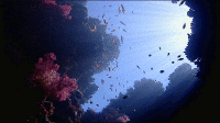 Underwater GIFs - Get the best gif on GIFER
