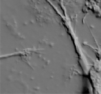 Neuron GIFs - Get the best gif on GIFER