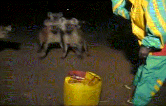 Hyenas GIF - Conseguir o melhor gif em GIFER