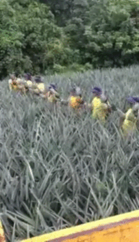Pineapples GIFs - Get the best gif on GIFER