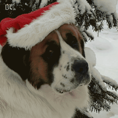 Wuff гифки, анимированные GIF изображения wuff - скачать гиф картинки ...