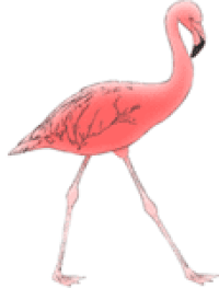Flamingo GIFs - Get the best gif on GIFER