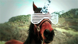 Pferd GIFs - Get the best gif on GIFER