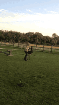 Emu GIFs - Get the best gif on GIFER