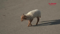 Lamb GIFs - Get the best gif on GIFER