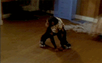 Chimp GIFs - Get the best gif on GIFER
