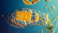 Microorganism GIFs - Get the best gif on GIFER