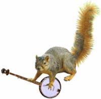 Squirrels GIFs - Get the best gif on GIFER