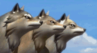 Wolf GIFs - Get the best gif on GIFER