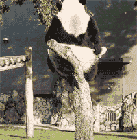Bamboo GIFs - Get the best gif on GIFER
