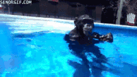Scuba diving GIFs - Get the best gif on GIFER