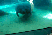 Manatee GIFs - Get the best gif on GIFER