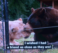 Trading cards GIF - Conseguir o melhor gif em GIFER