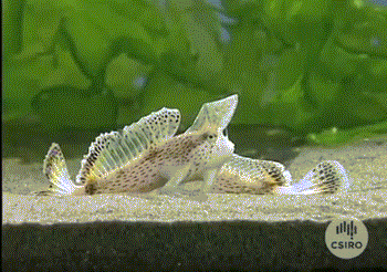 Handfish гифки, анимированные GIF изображения handfish - скачать гиф ...