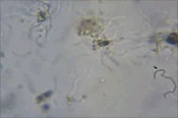 Microscope GIFs - Get the best gif on GIFER