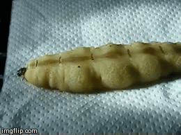 Termites GIFs - Get the best gif on GIFER
