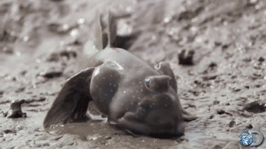 Mudskip GIFs - Get the best gif on GIFER
