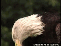 Eagle GIFs - Get the best gif on GIFER