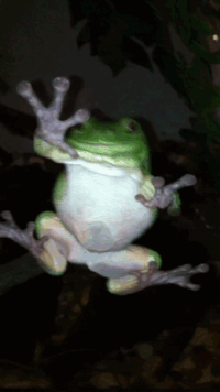 Whites tree frog GIF - Conseguir o melhor gif em GIFER