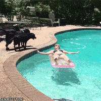 Pooldogs GIFs - Get the best gif on GIFER