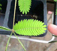 Mimosa GIFs - Get the best gif on GIFER