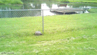 Fences GIFs - Get the best gif on GIFER