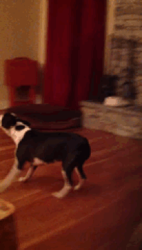 Boston terrier GIFs - Get the best gif on GIFER