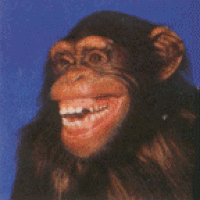 Chimpanzee GIFs - Get the best gif on GIFER
