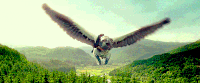 Buckbeak GIFs - Get the best gif on GIFER