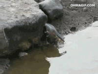 Pelican GIFs - Get the best gif on GIFER