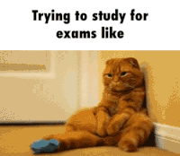 Examen final GIFs - Obtenez le meilleur gif sur GIFER