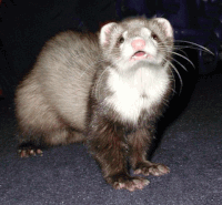 Ferret GIFs - Get the best gif on GIFER