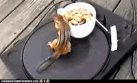 Chipmunks GIFs - Get the best gif on GIFER