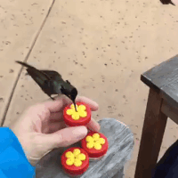 Hummingbirds GIFs - Get the best gif on GIFER