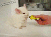 Chinchilla GIFs - Get the best gif on GIFER