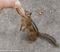 Rabies гифки, анимированные GIF изображения rabies - скачать гиф ...